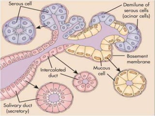 Parotid Gland Histology Diagram