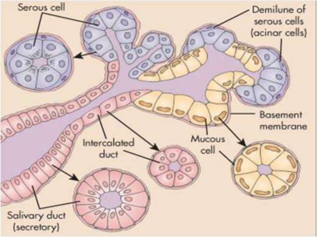 Salivary gland histology | PPT