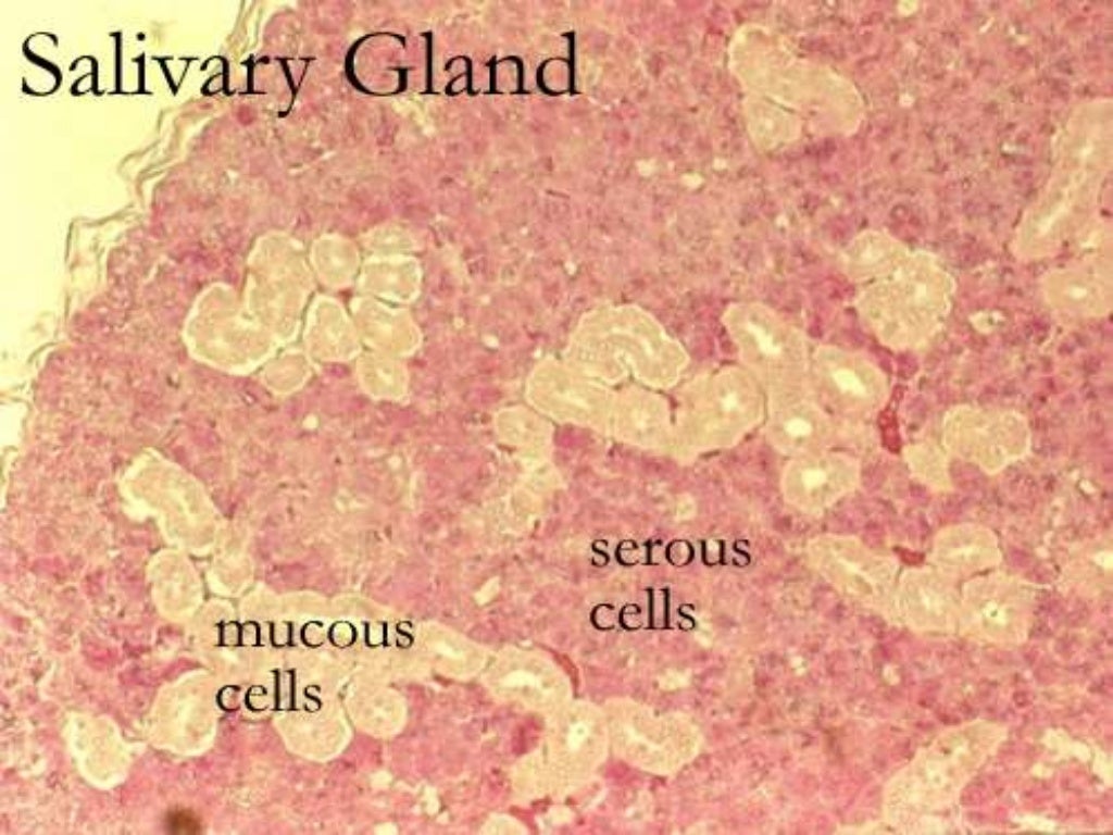 Salivary gland histology Salivary gland histology