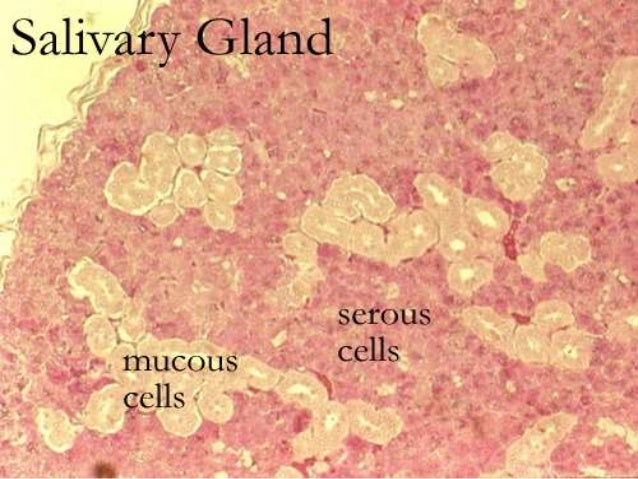 Salivary gland histology