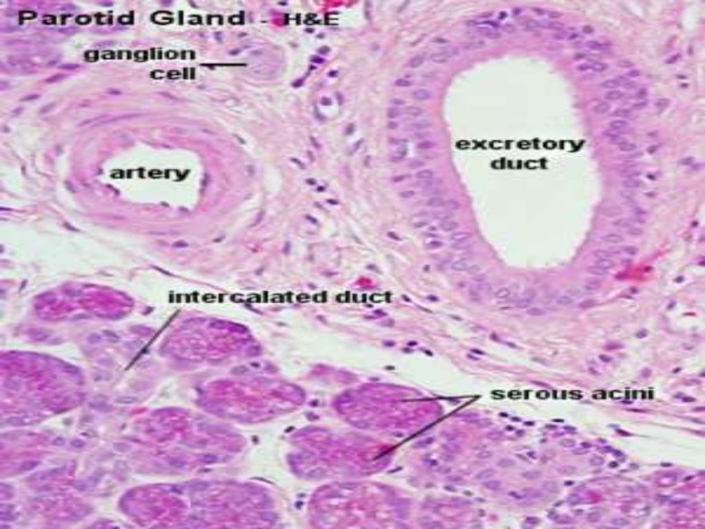 Salivary gland histology