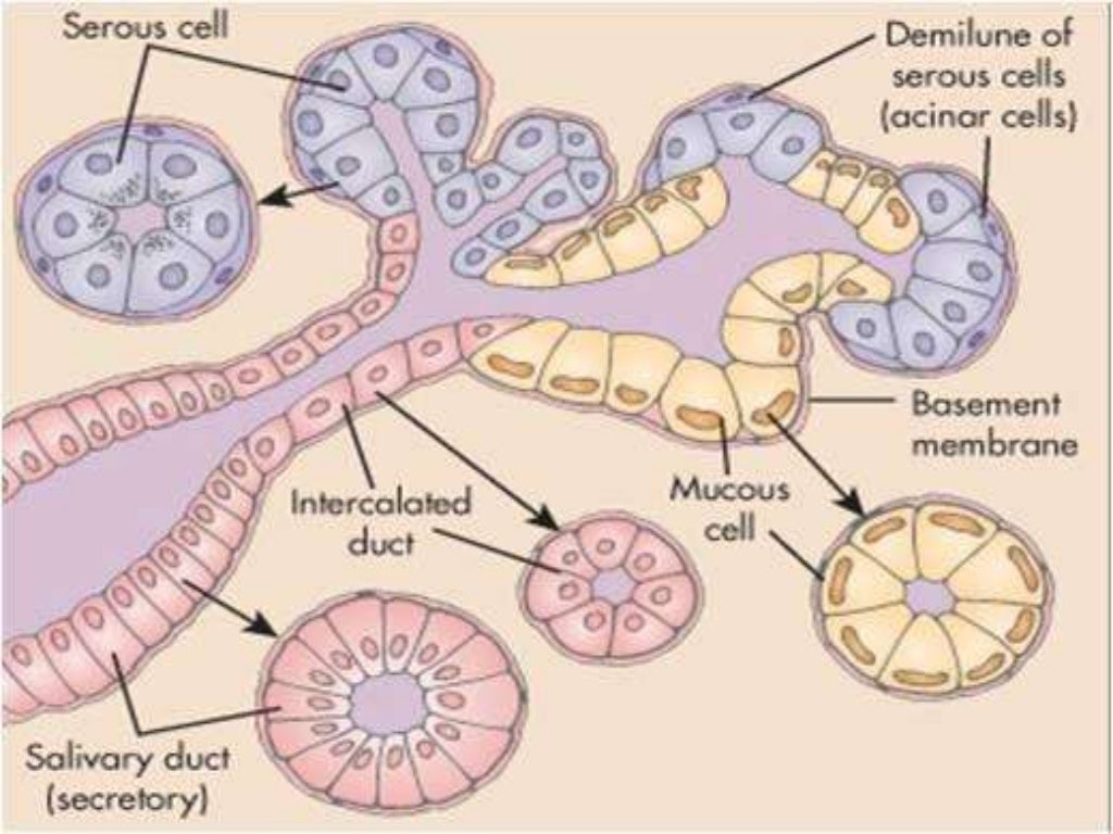 Salivary gland histology Salivary gland histology