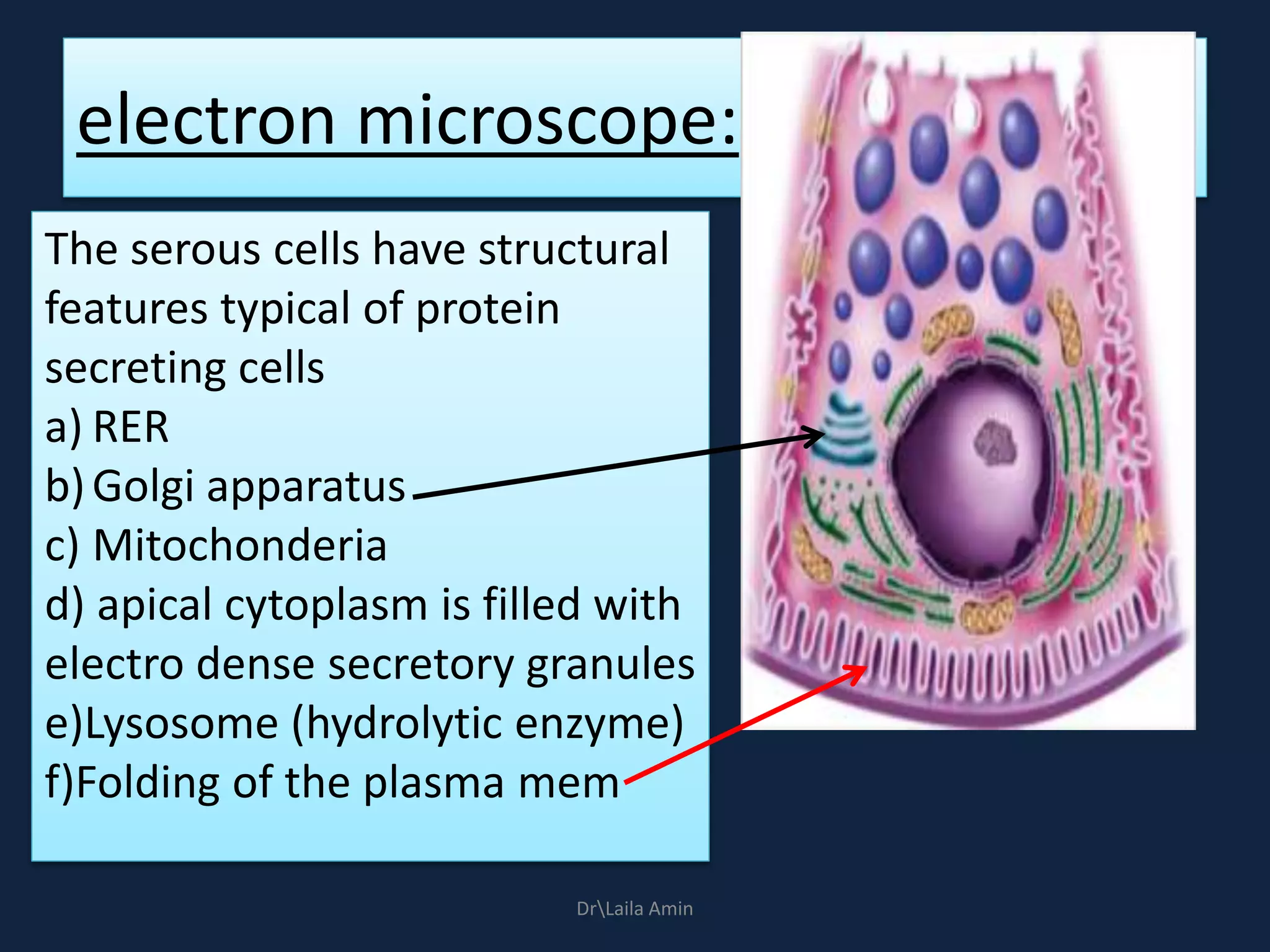 Salivary glands | PPTX