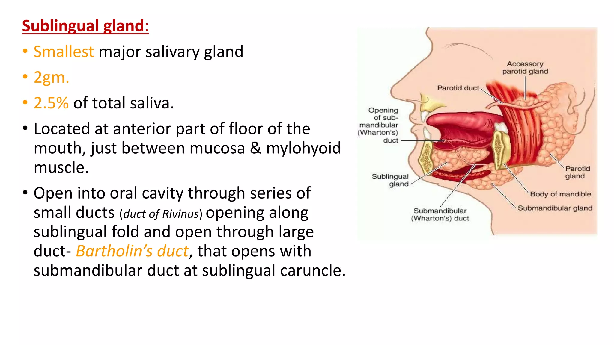 Salivary Gland | PPTX