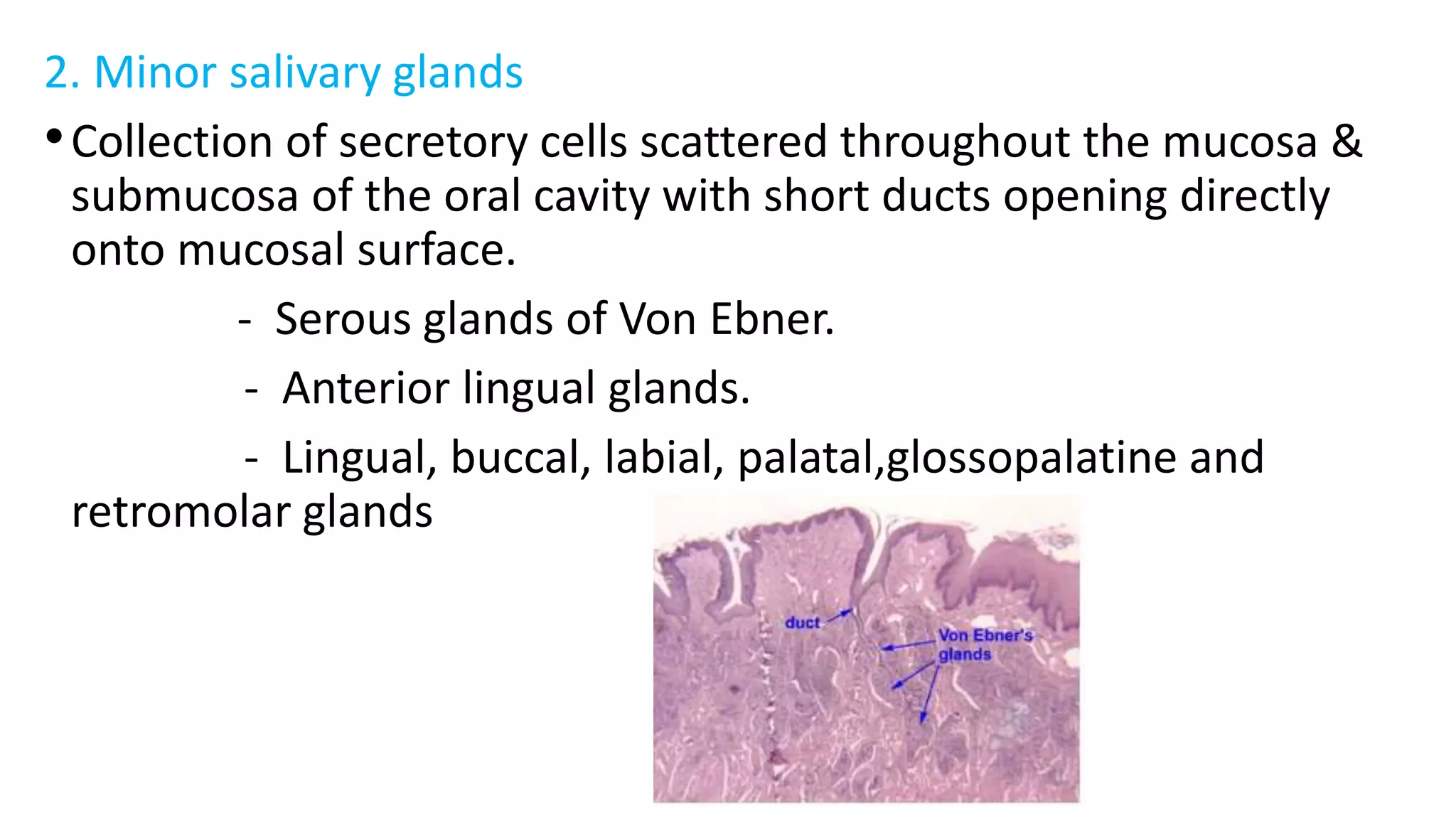 Salivary Gland | PPTX