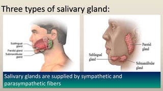 Salivary gland | PPTX