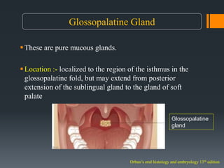 Salivary gland | PPT