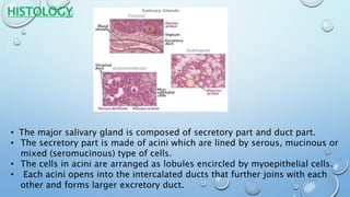 Salivary gland-- cytology .pptx