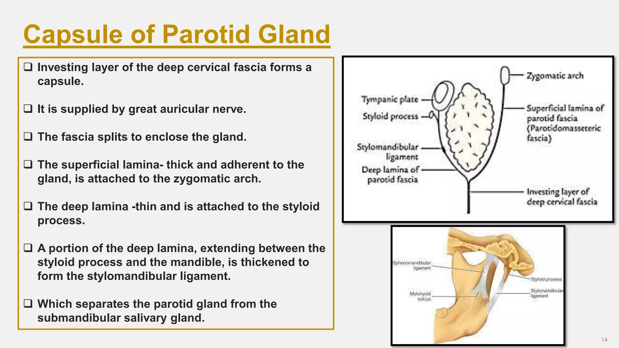 Salivary gland.pptx
