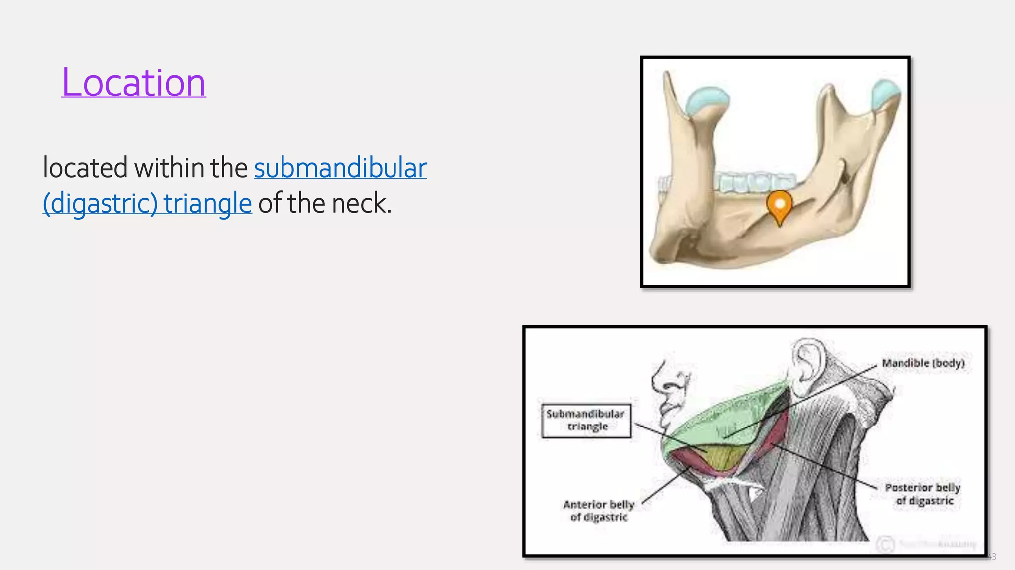 Salivary gland.pptx
