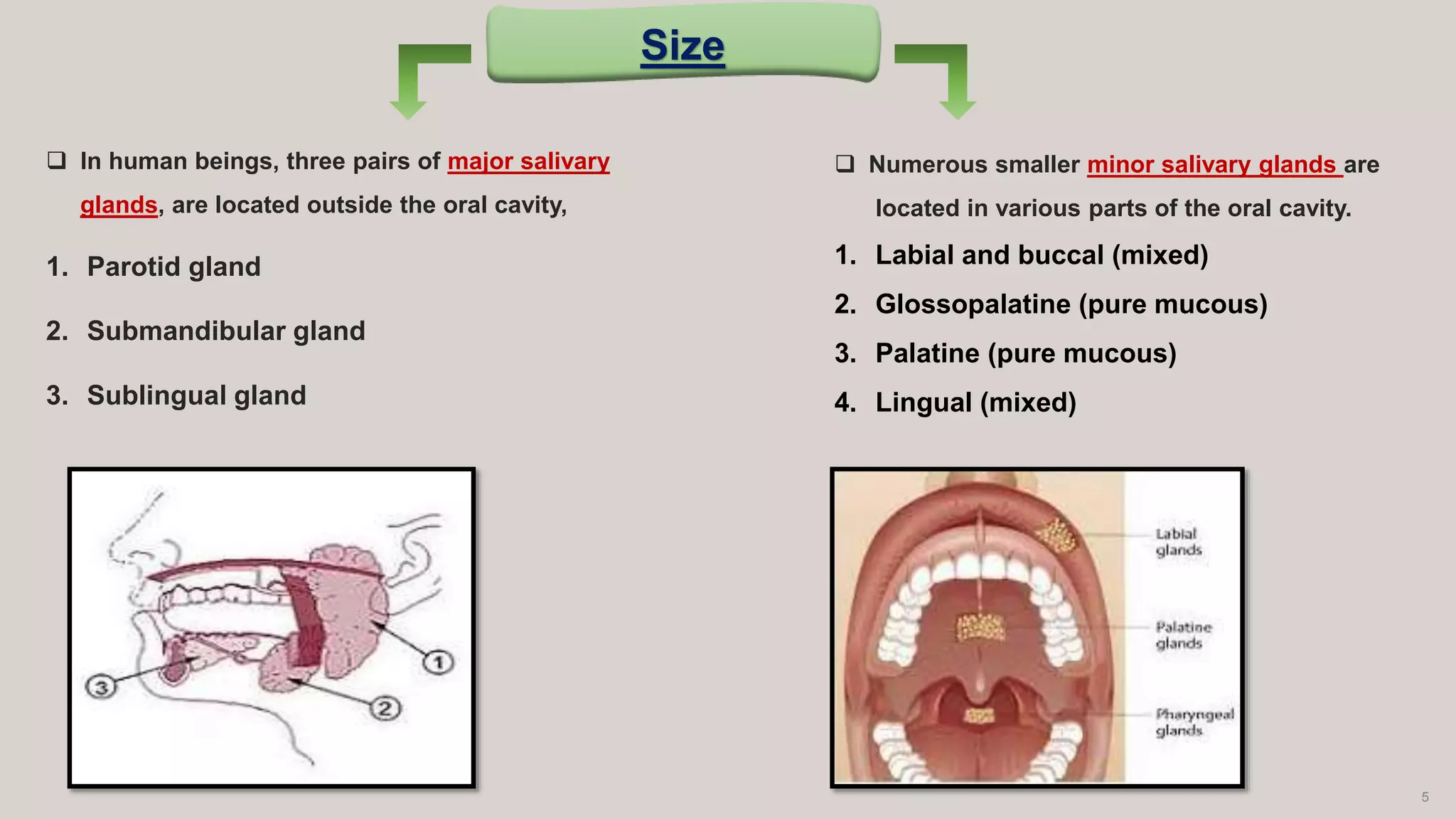 Salivary gland.pptx