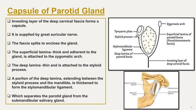 Salivary gland.pptx