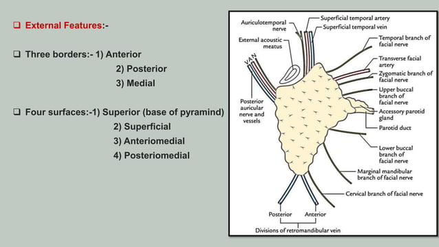 Salivary gland.pptx