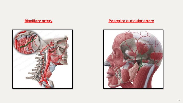 Salivary gland.pptx