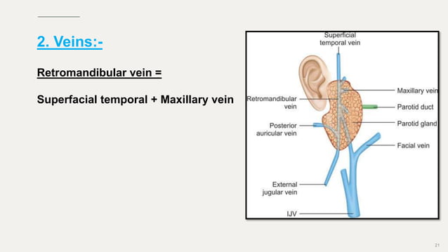 Salivary gland.pptx