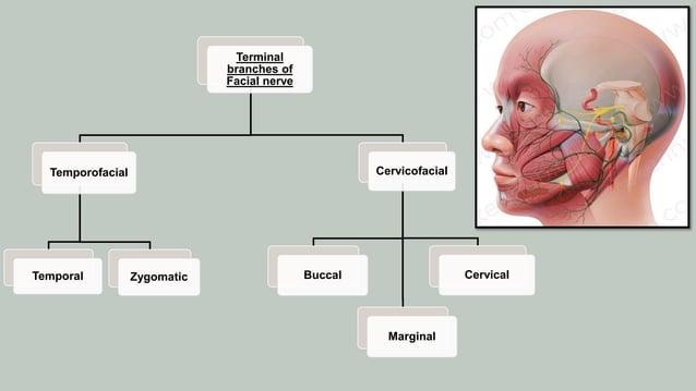 Salivary gland.pptx
