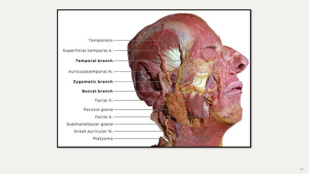 Salivary gland.pptx
