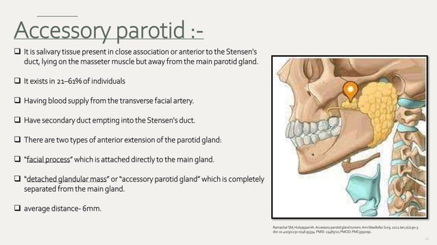 Salivary gland.pptx