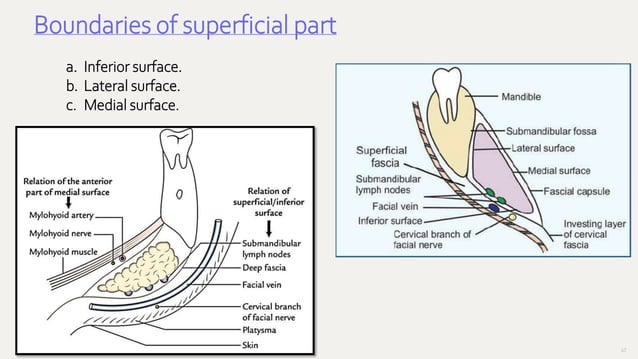 Salivary gland.pptx