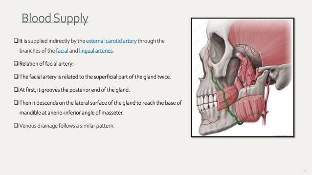 Salivary gland.pptx