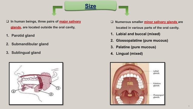 Salivary gland.pptx