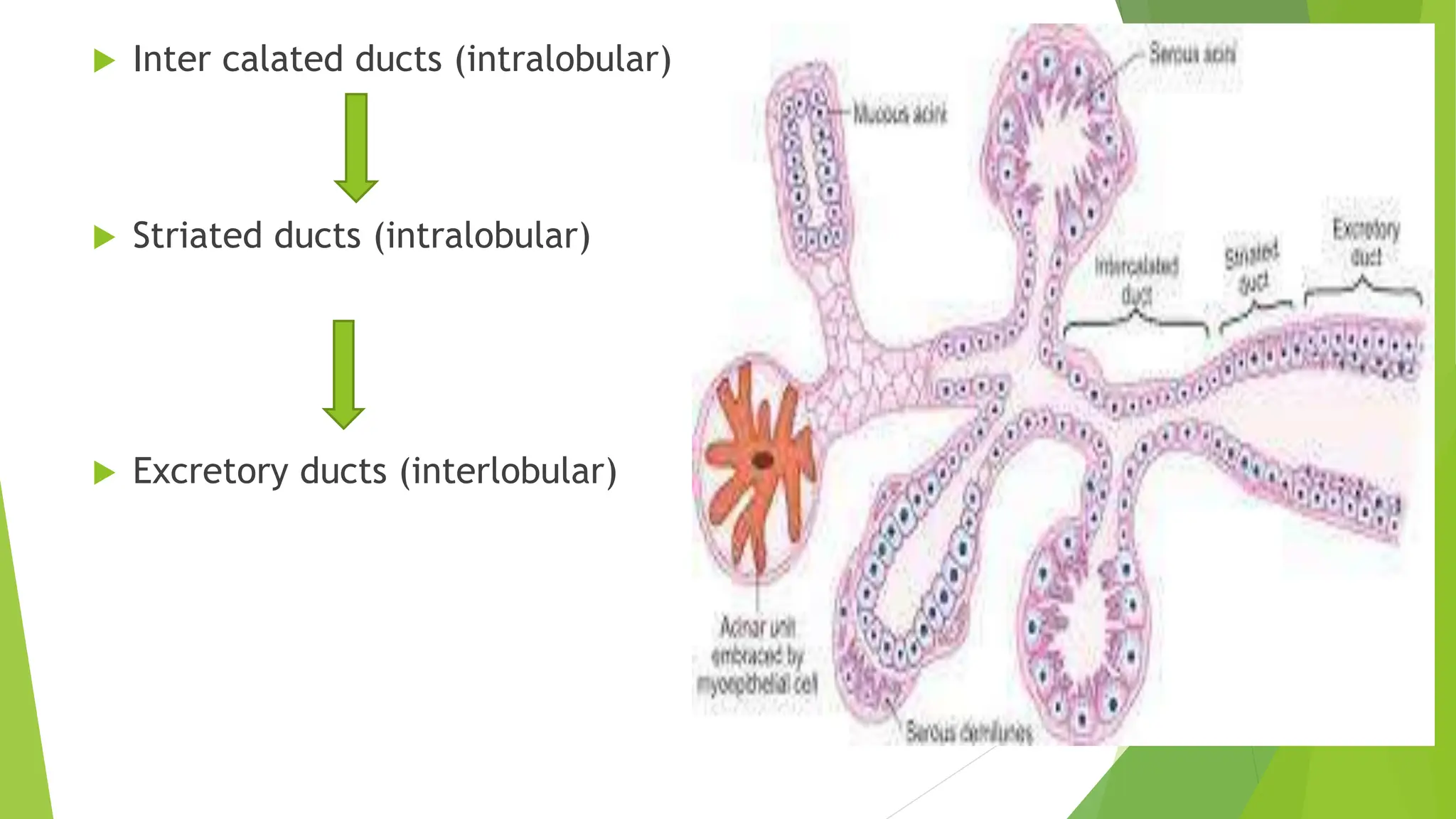 salivary gland.pptx