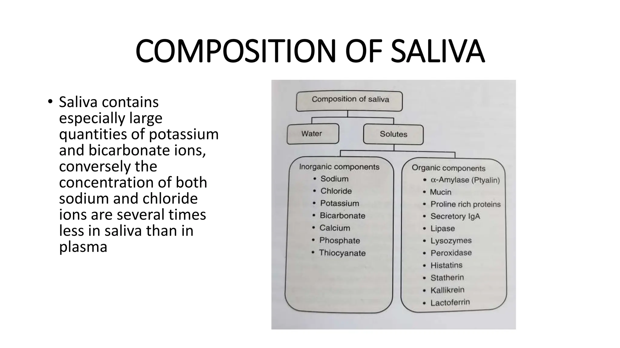 Salivary gland,basic info, function, secretion and regulation | PPTX