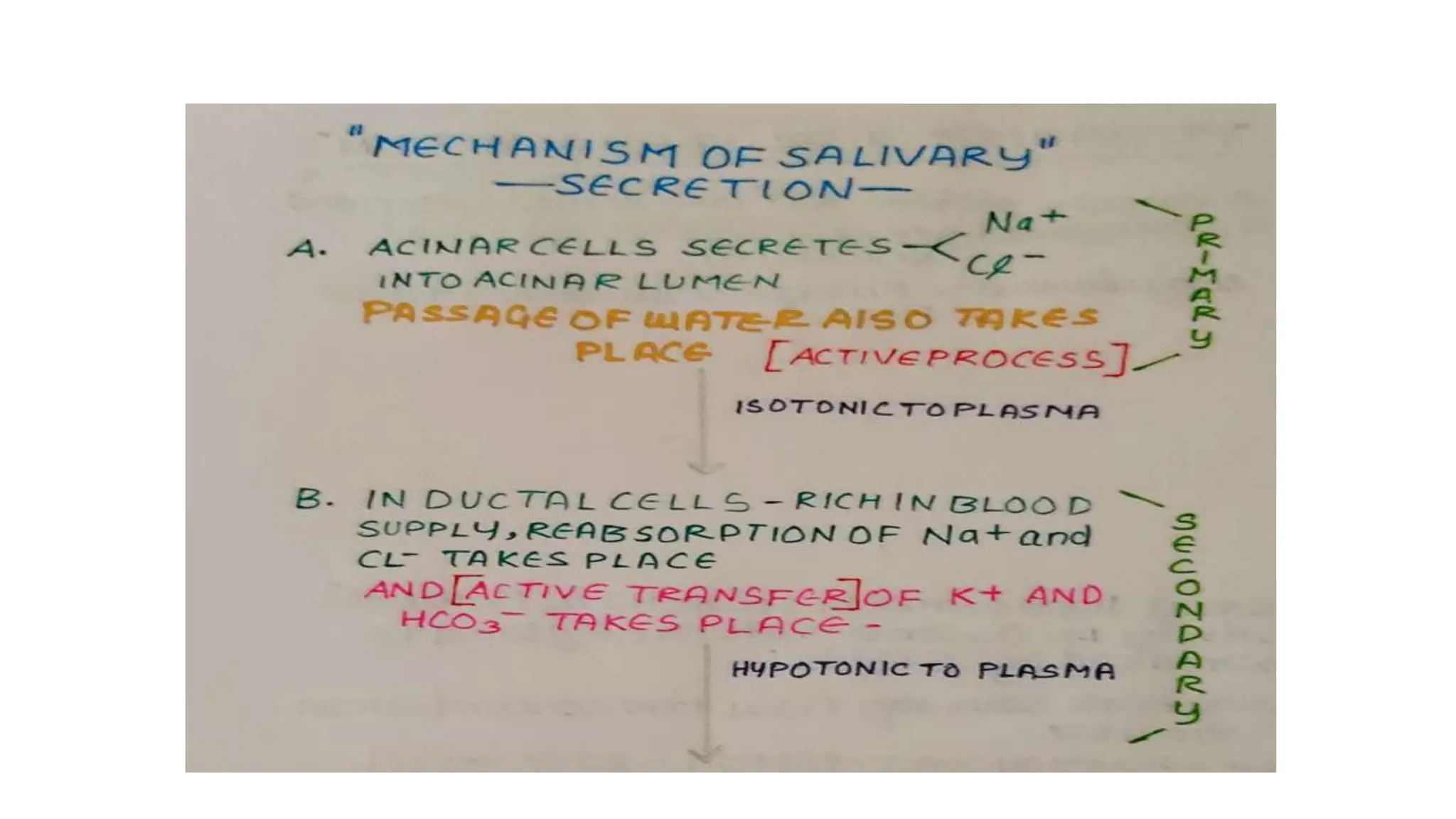 Salivary gland,basic info, function, secretion and regulation | PPTX
