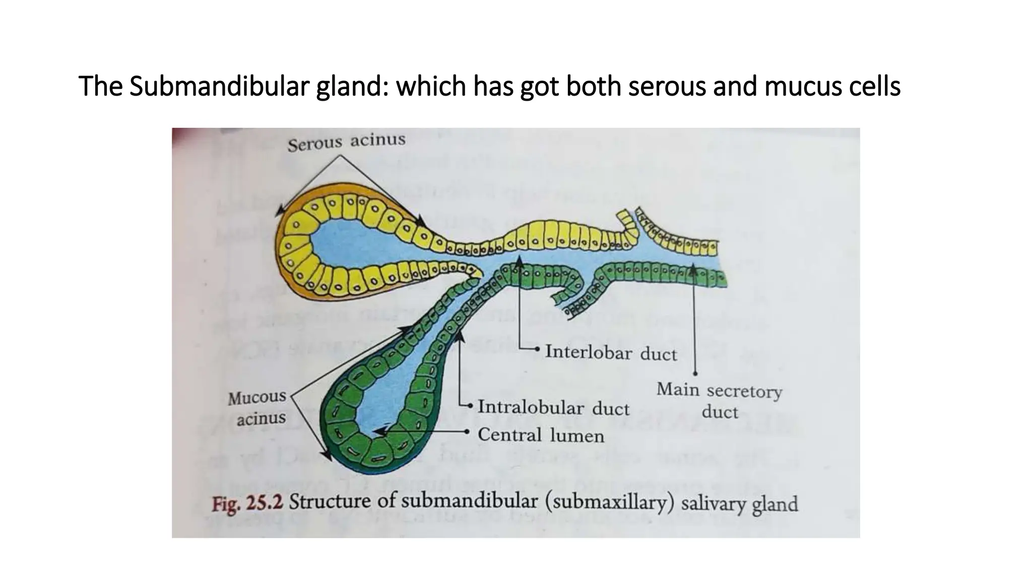 Salivary gland,basic info, function, secretion and regulation | PPTX