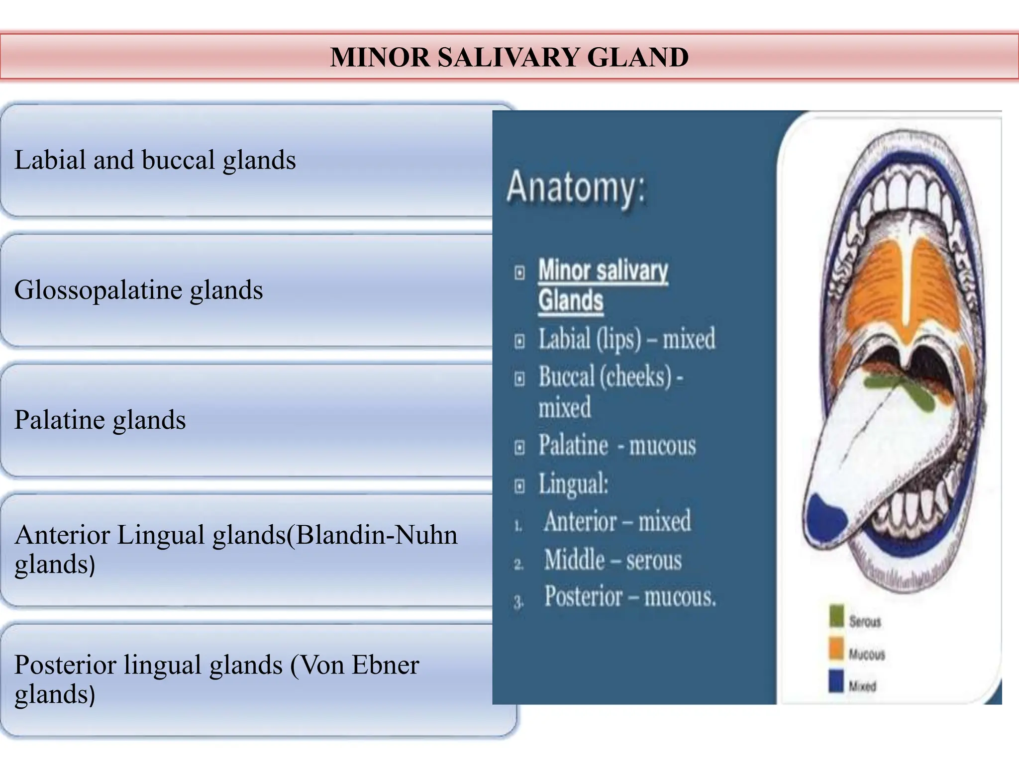 Salivary gland and its importance in dentistry | PPTX