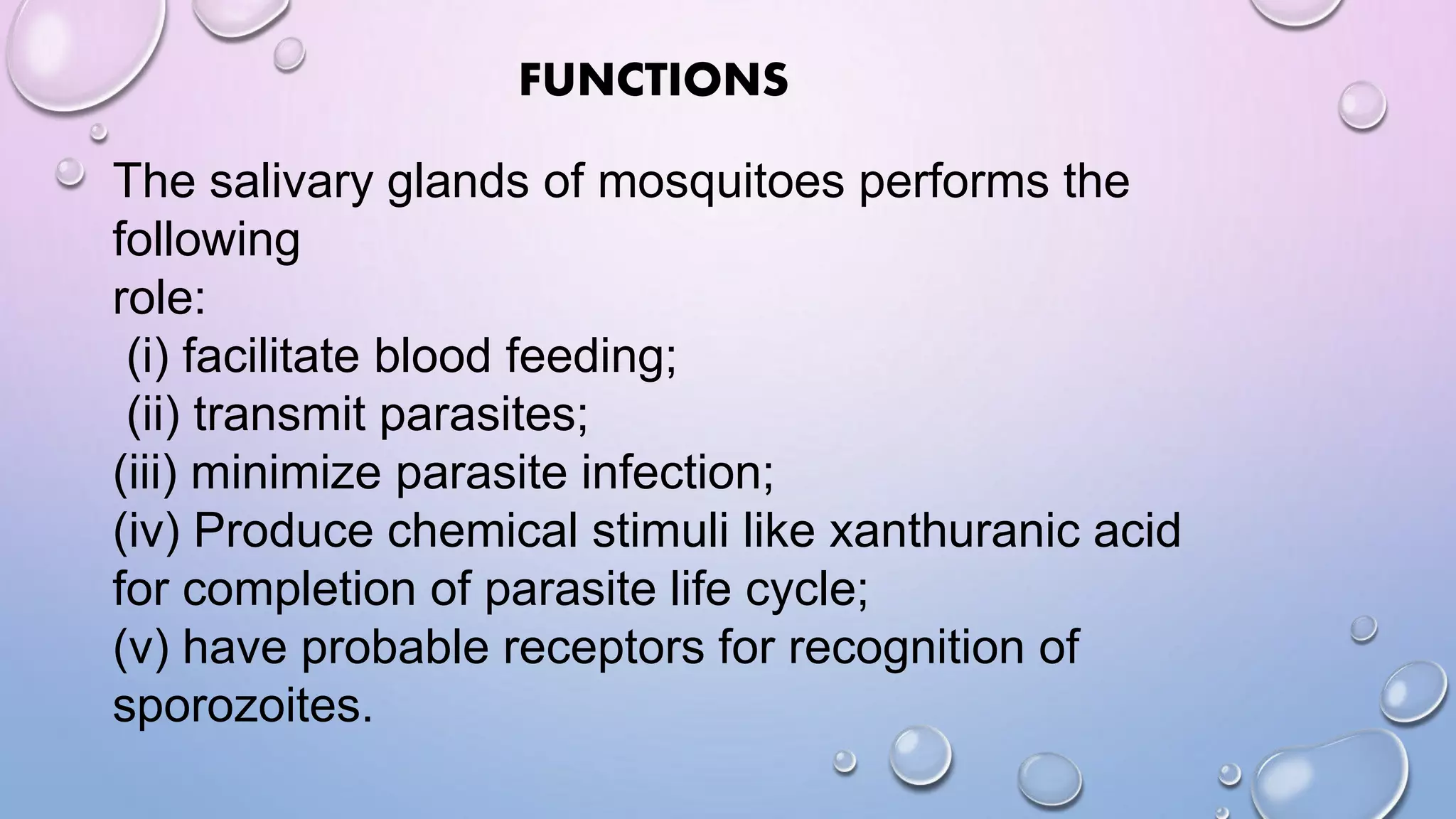 Salivary gland and its secretion in mosquitoes | PPTX