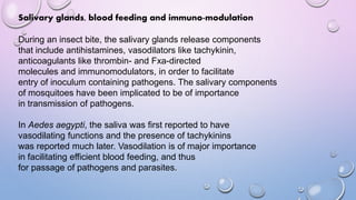Salivary gland and its secretion in mosquitoes | PPTX