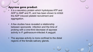 Salivary gland and its secretion in mosquitoes | PPTX