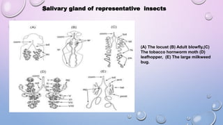 Salivary gland and its secretion in mosquitoes | PPTX