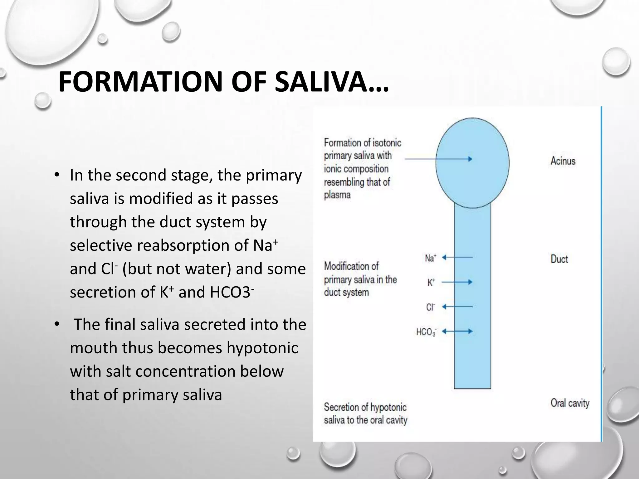 salivary gland and saliva.pptx