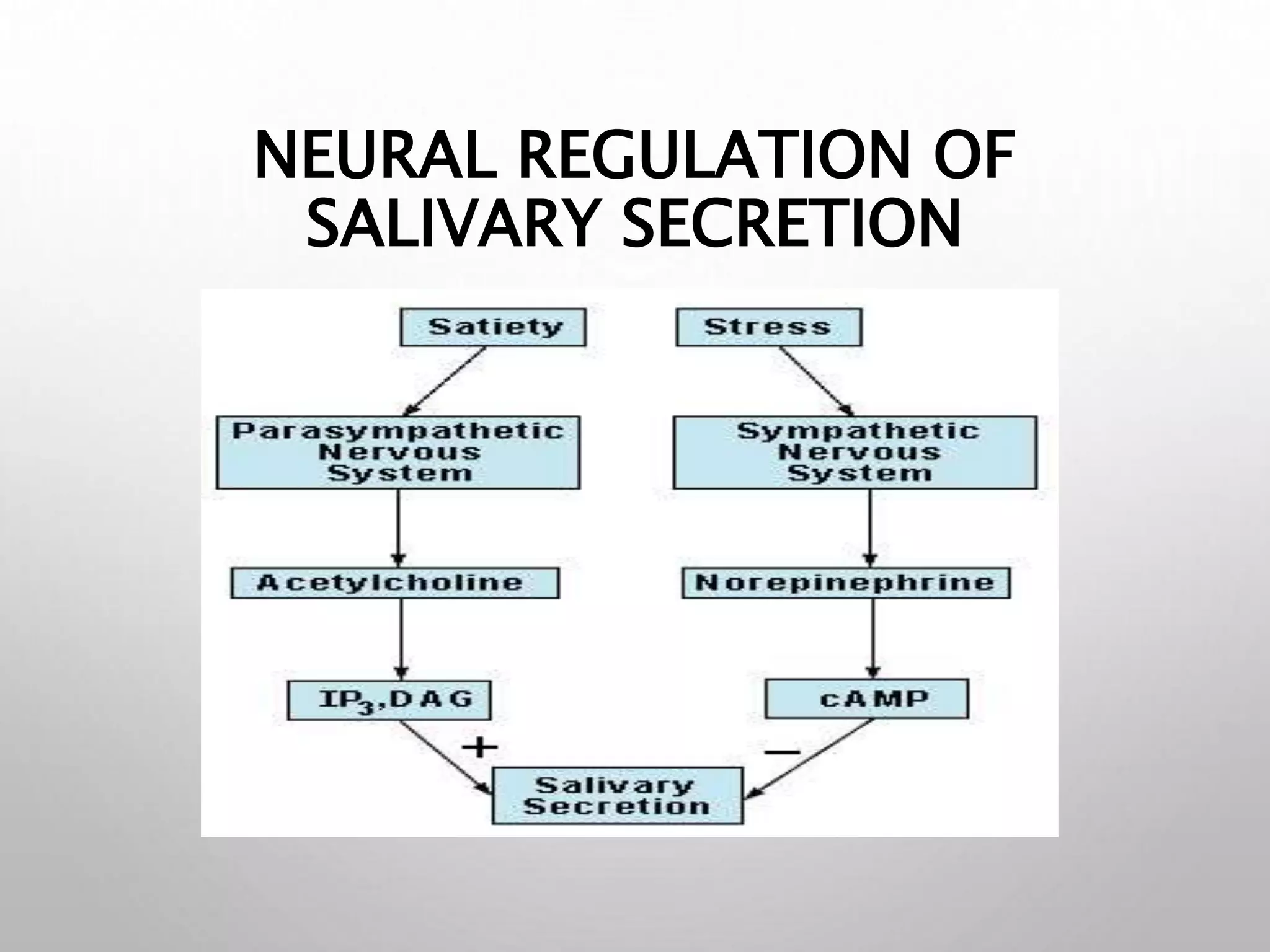 salivary gland and saliva.pptx