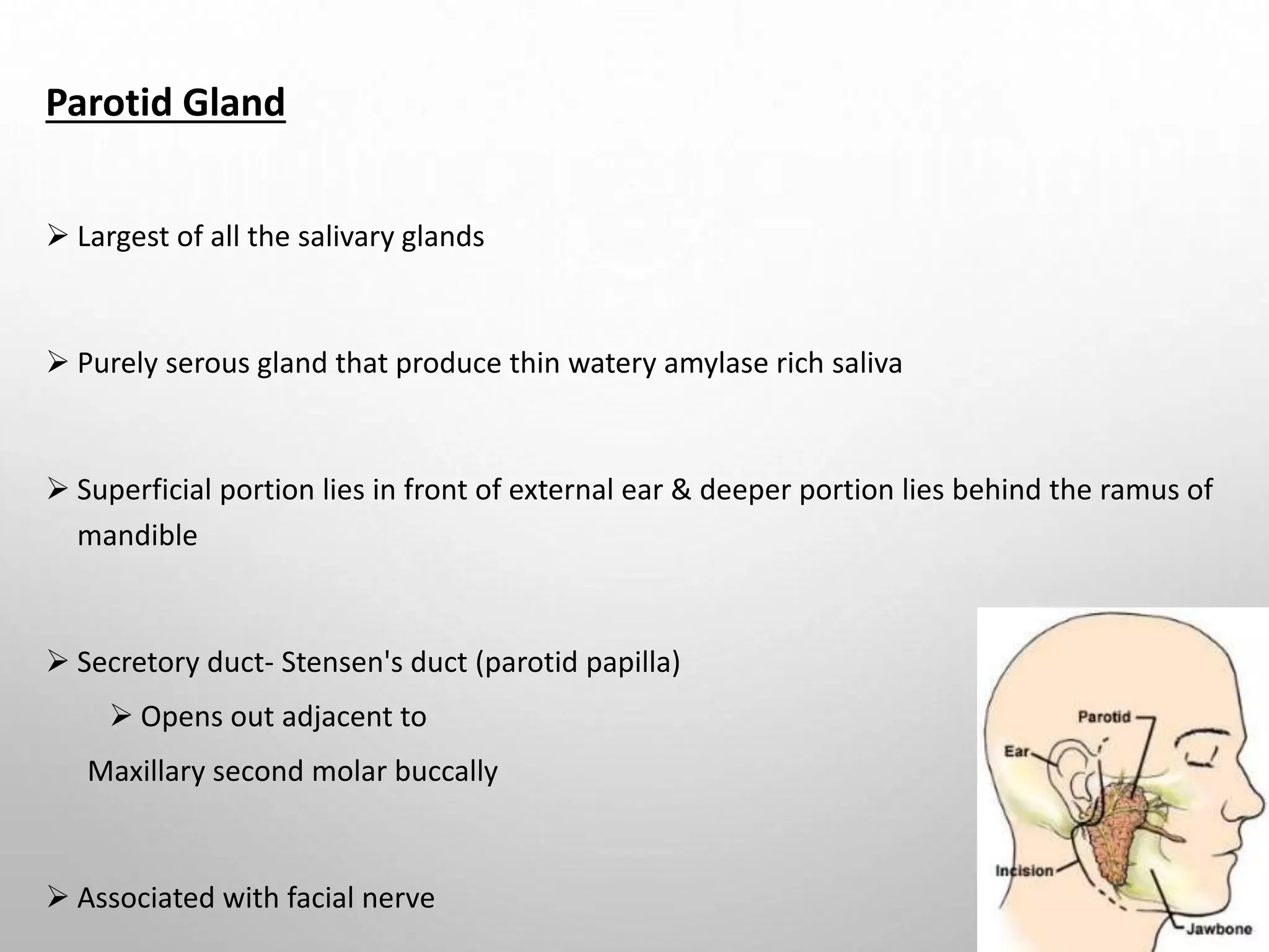 salivary gland and saliva.pptx