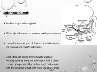 salivary gland and saliva.pptx