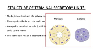 salivary gland class dental anatomy.pptx
