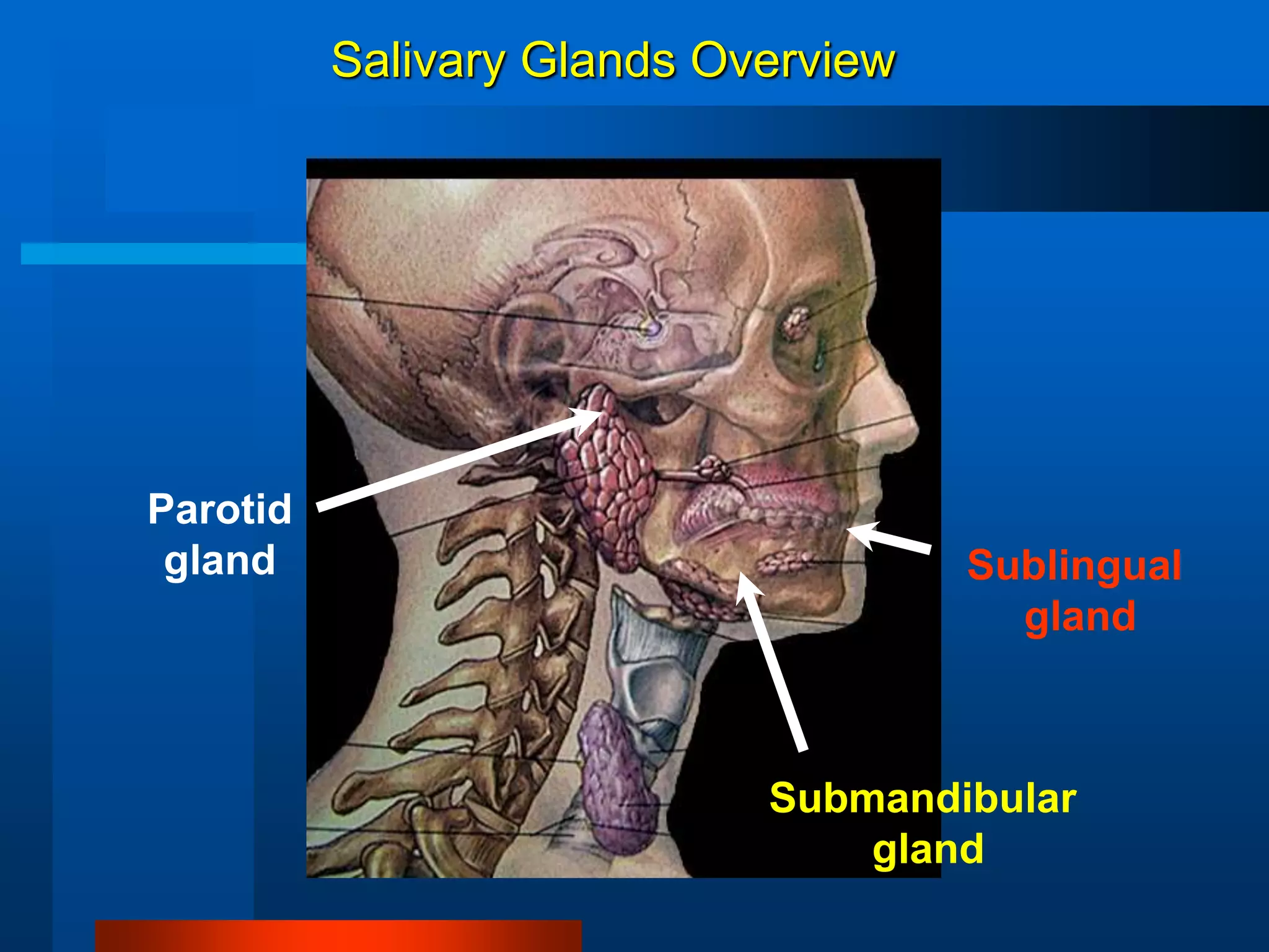 salivary_gland_disease_and_management.ppt