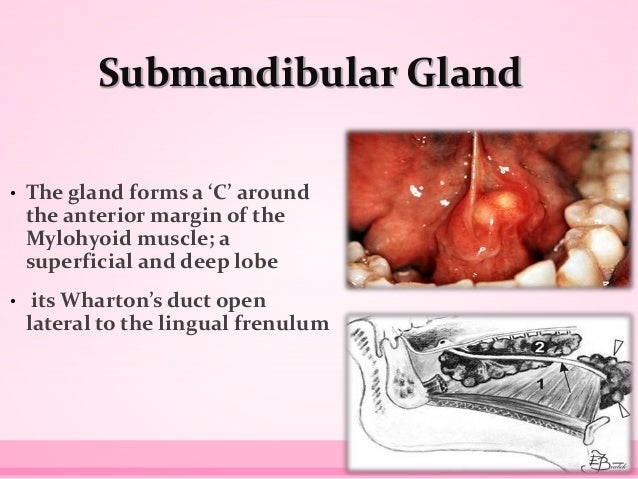 Whartons And Stensens Duct