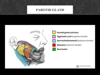 Salivary gland disorders final | PPT | Ear, Nose and Throat Conditions ...