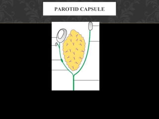 Salivary gland disorders final | PPT