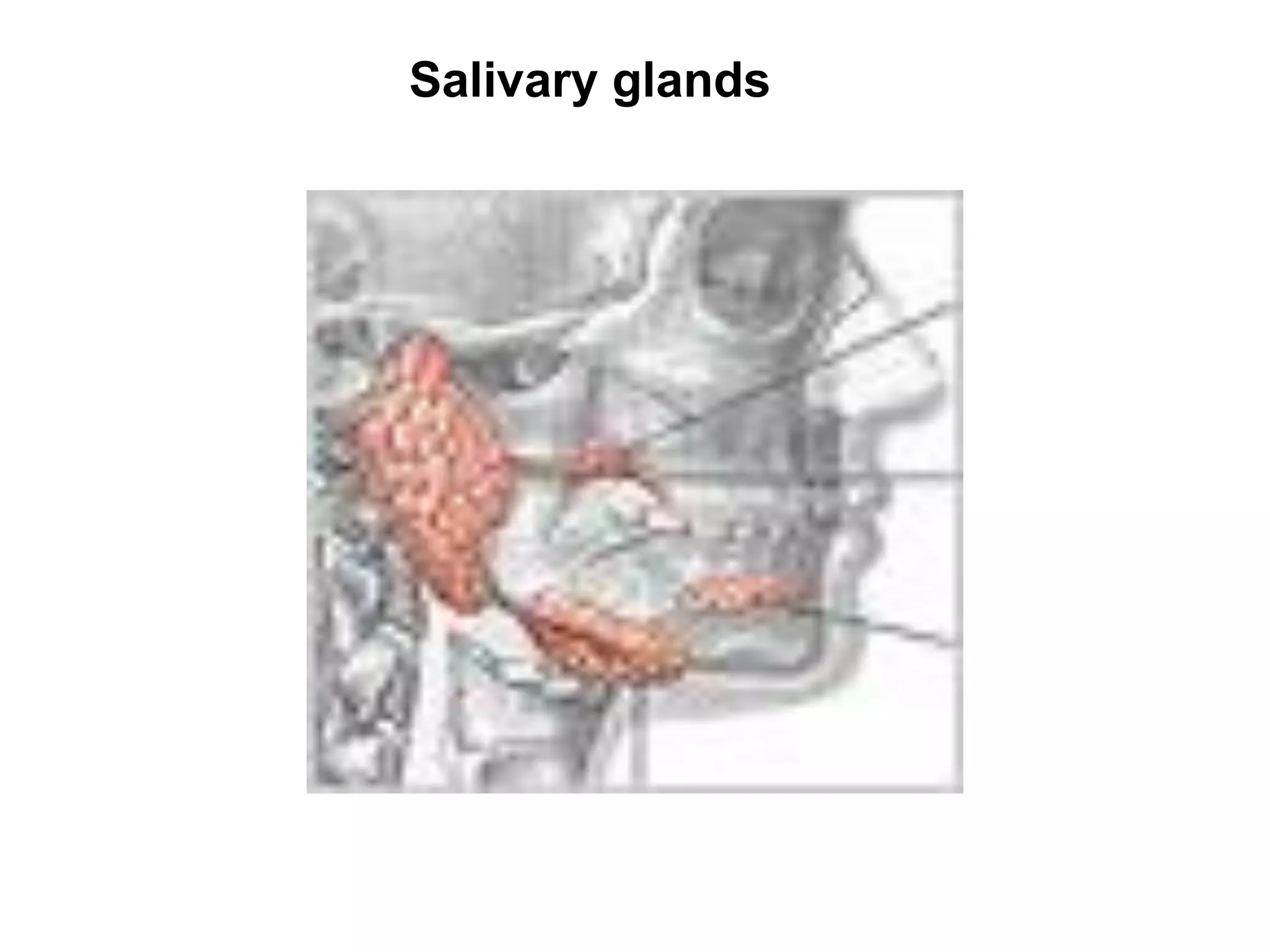 Salivary gland infections | PDF