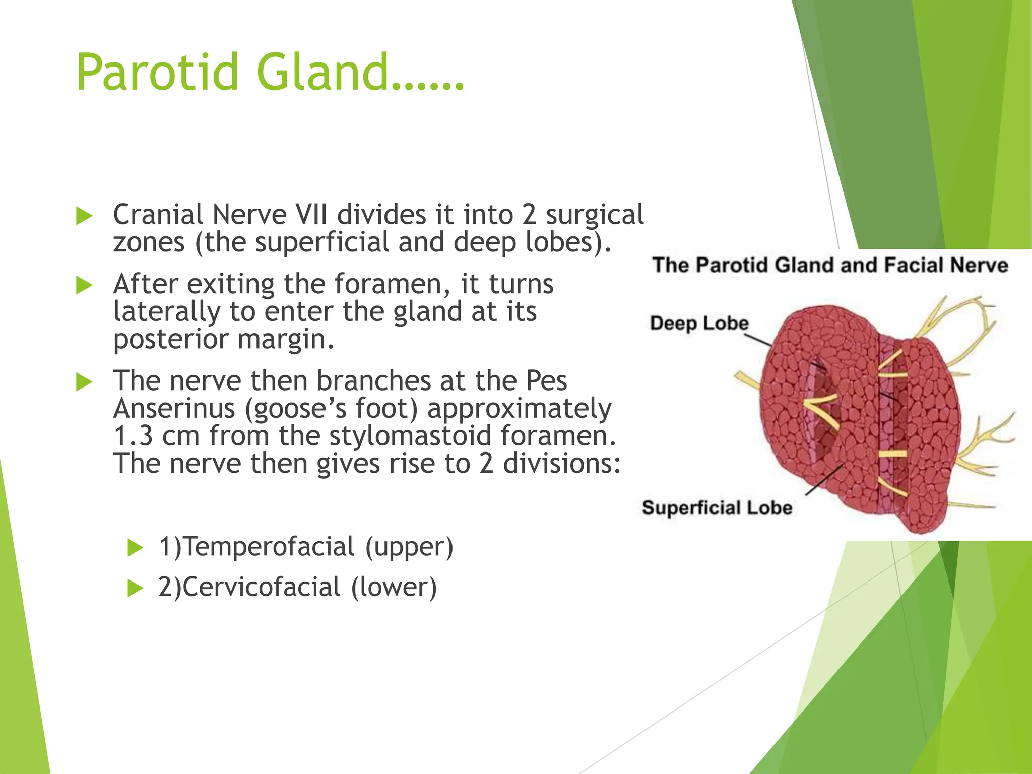 salivary gland investigation and management.ppt