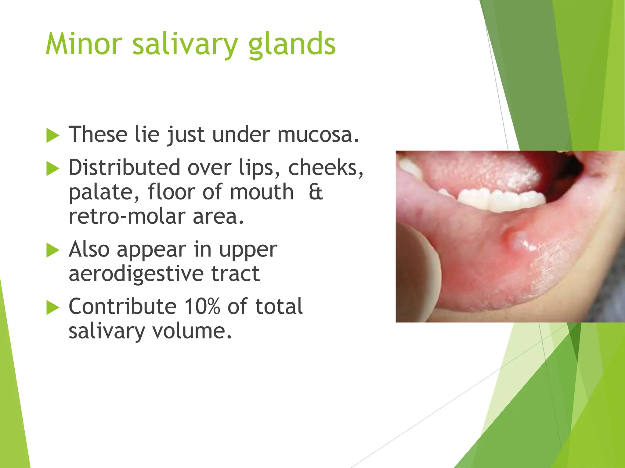 Salivary Gland Investigation And Management ppt