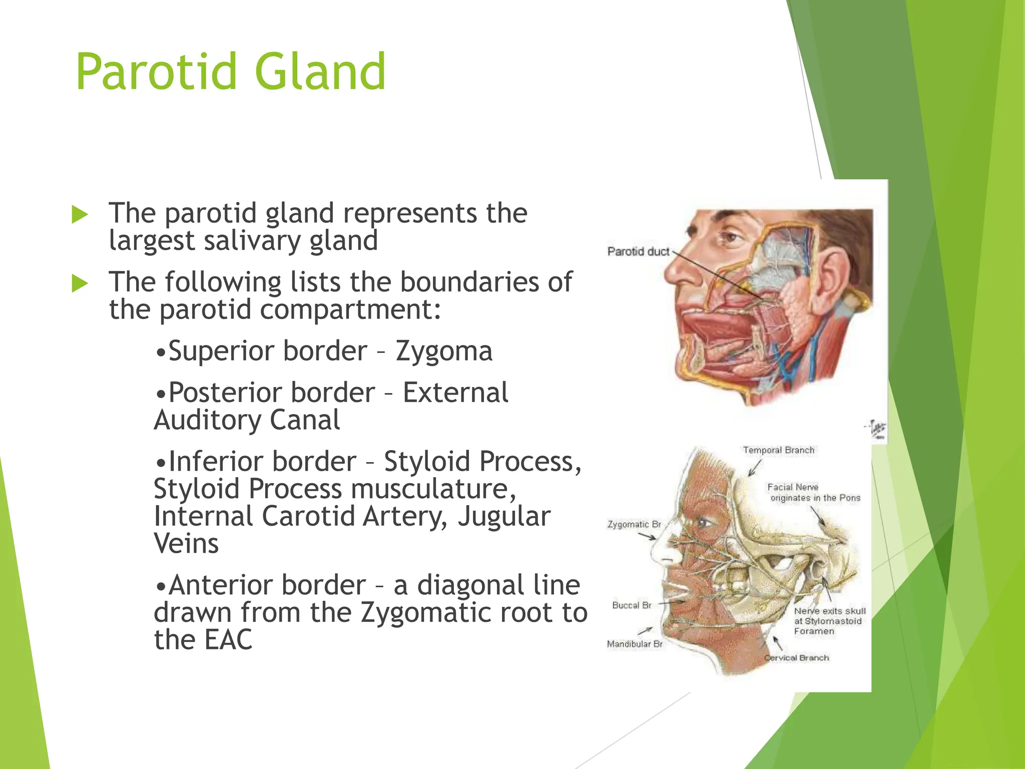salivary gland investigation and management.ppt