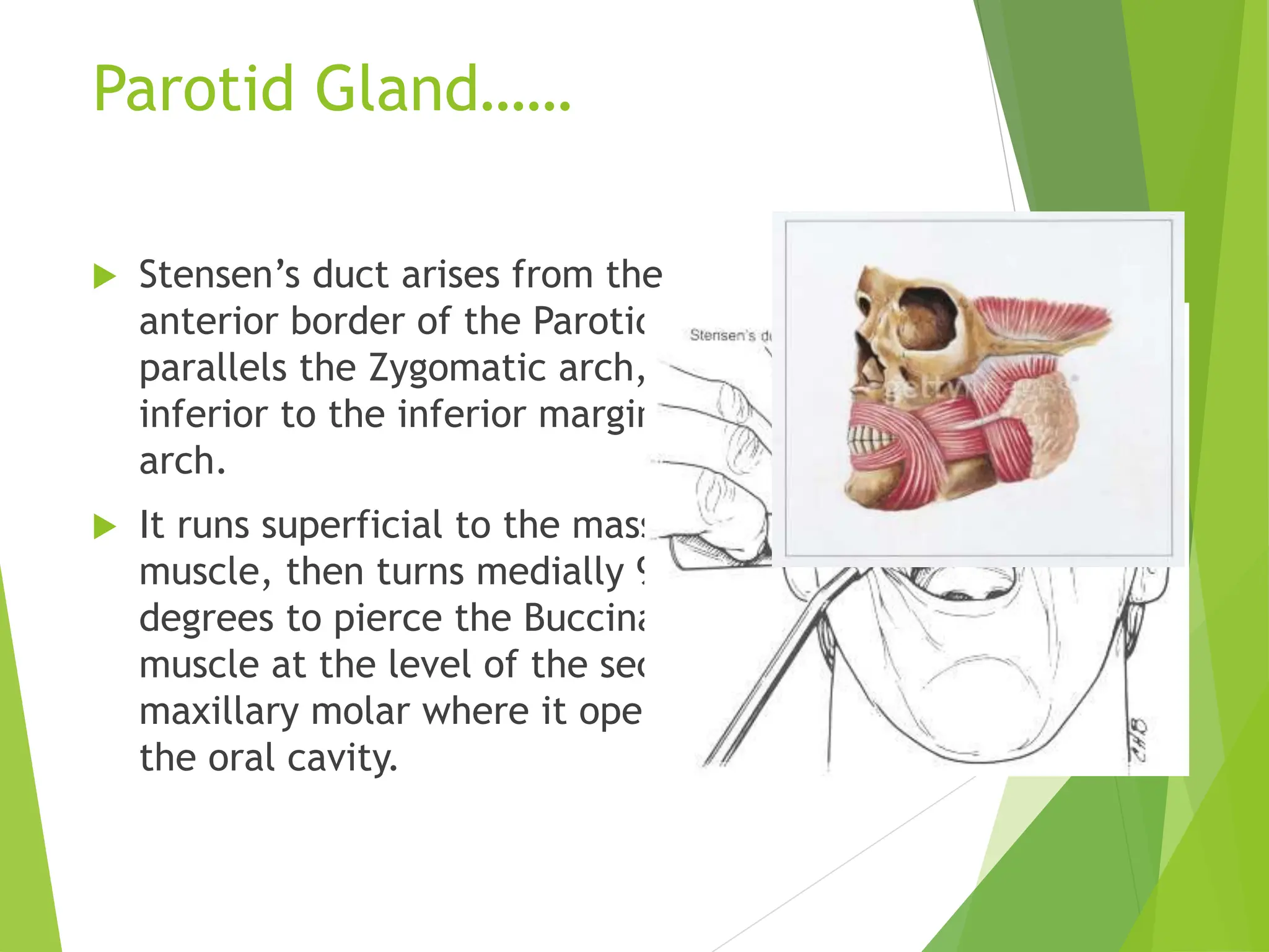 salivary gland investigation and management.ppt