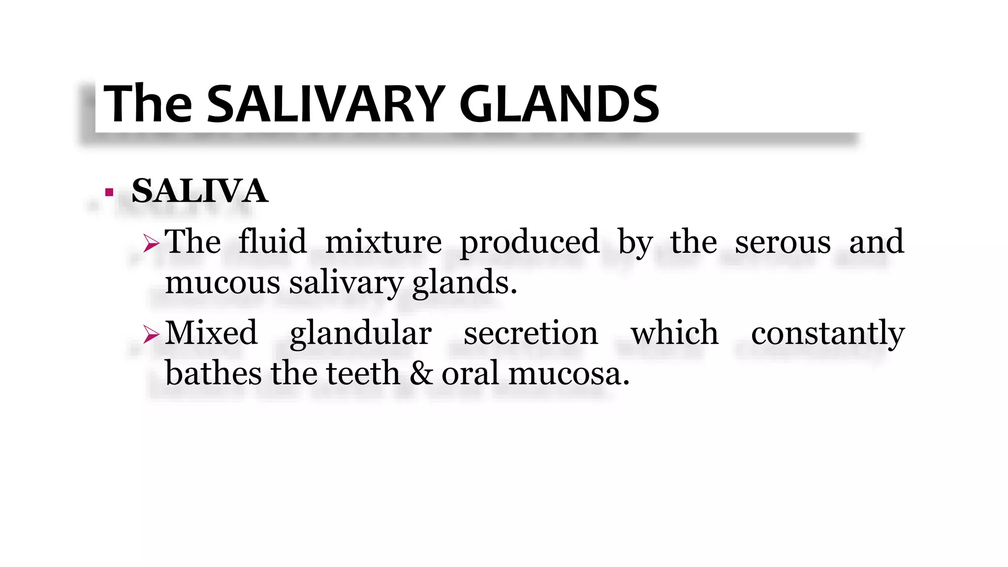 The Mammalian Salivary Gland | PPTX