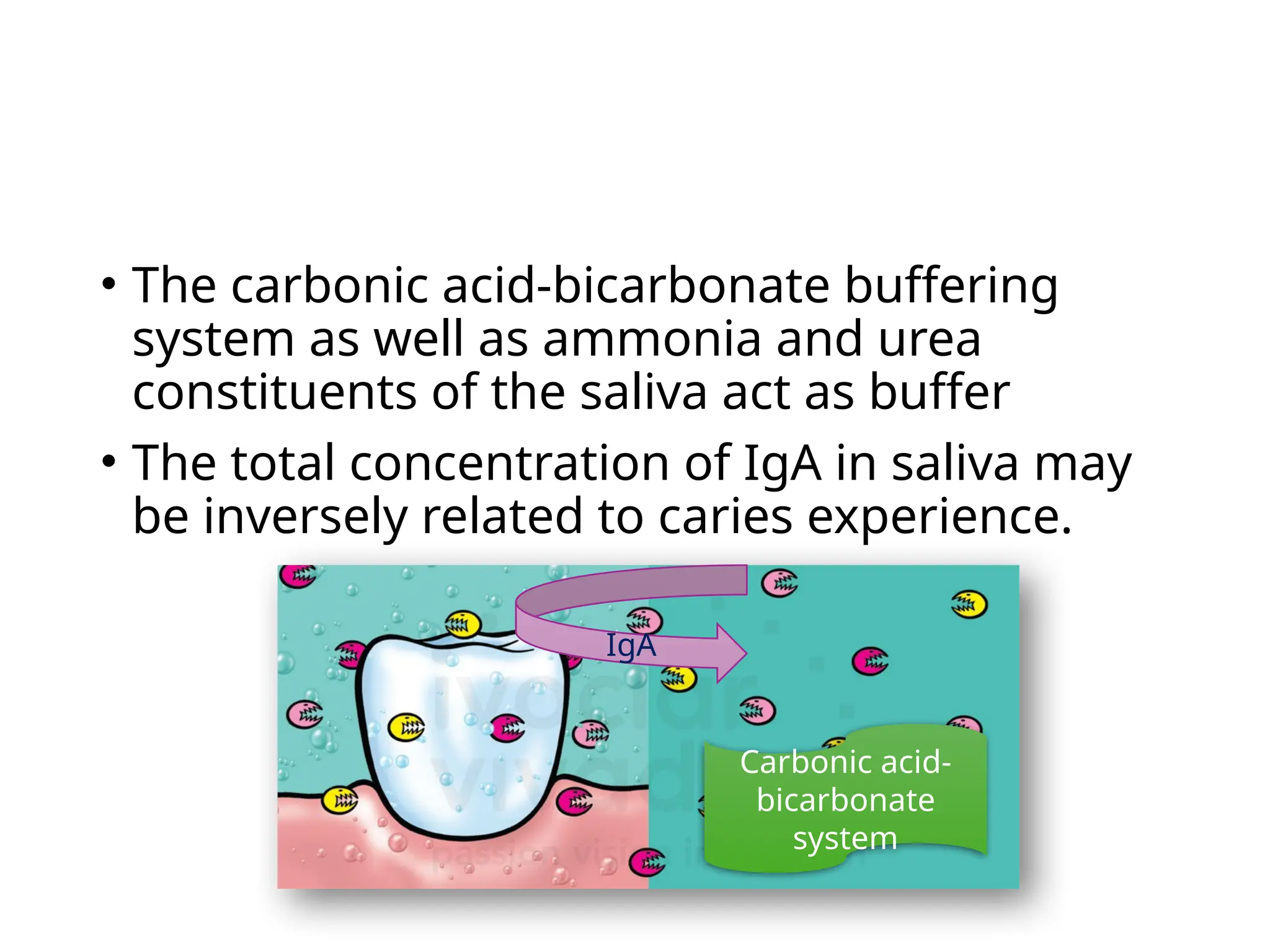 SALIVARY GLAND ORAL BIO.pptx SALIVARY GLAND ORAL BIO.pptx